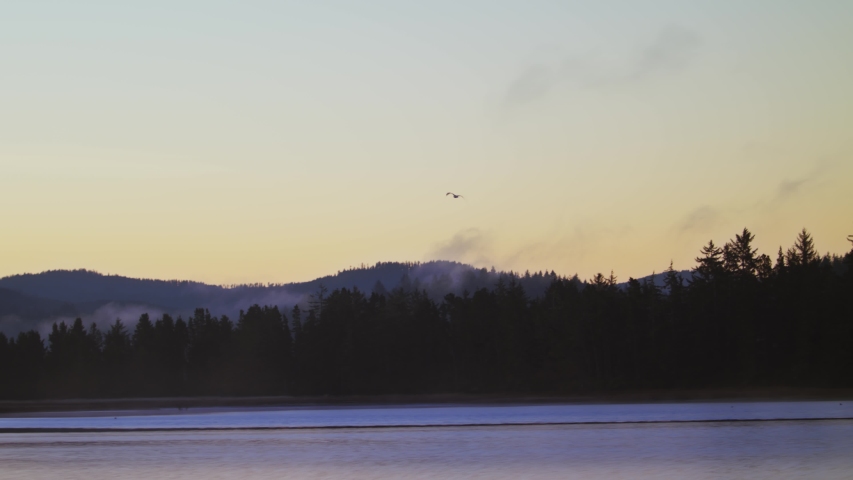 wild bird flying away camera over Stock Footage Video (100% Royalty ...