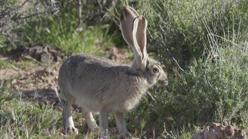 Lepus californicus Stock Video Footage - 4K and HD Video Clips ...