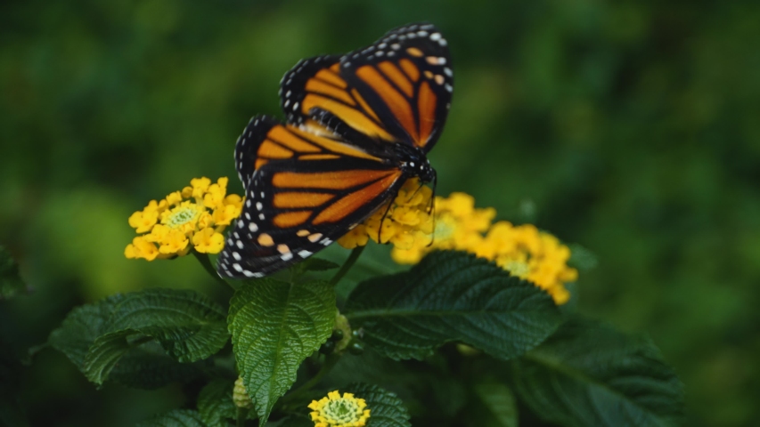 Proboscis Butterfly Stock Video Footage - 4K and HD Video Clips ...