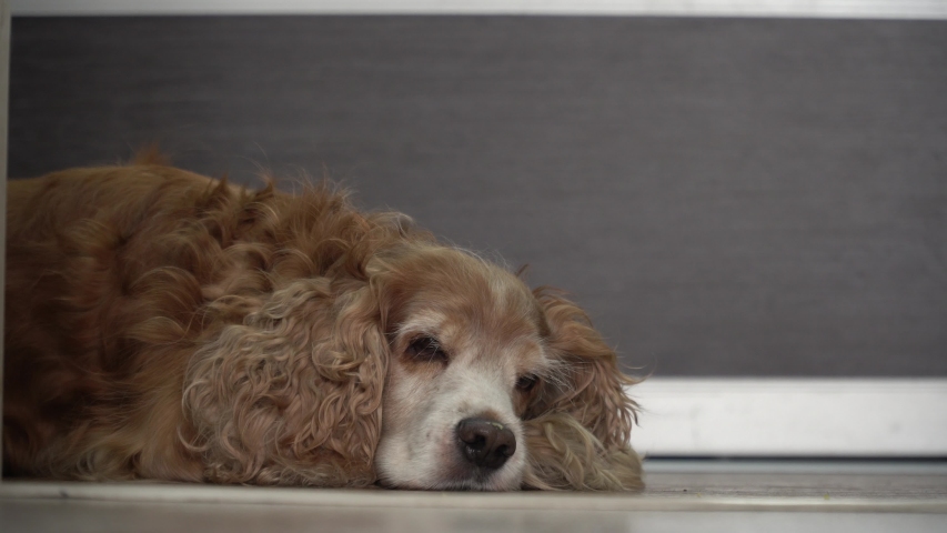 Cocker Spaniel Puppy Isolated Stock Video Footage - 4K and HD Video ...