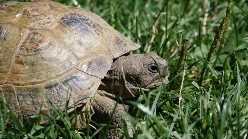Greek four toed tortoise Stock Video Footage - 4K and HD Video Clips ...