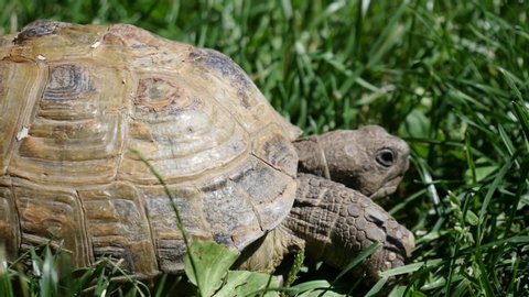 Greek four toed tortoise Stock Video Footage - 4K and HD Video Clips ...