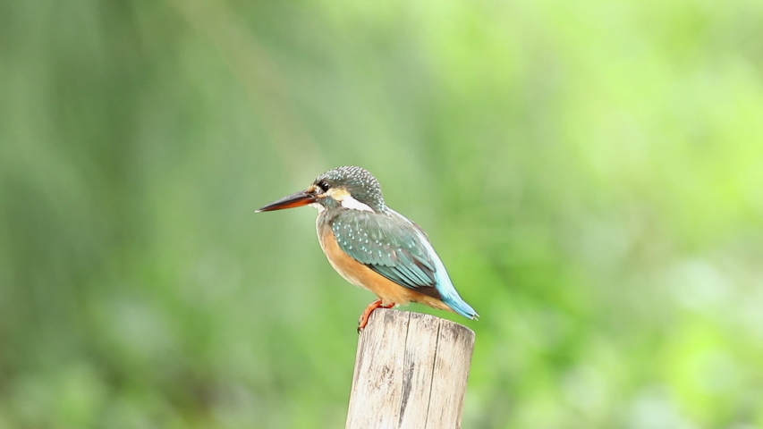 flying jewel · beautiful streamlined bird Stock Footage Video (100% ...