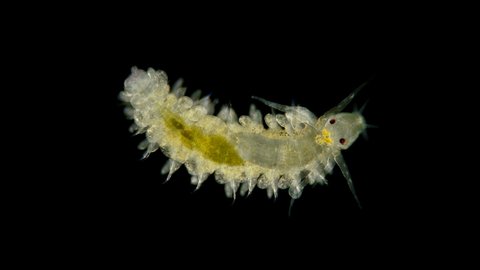 Worm Lopadorrhynchus Sp Under Microscope Family Stock Footage Video ...