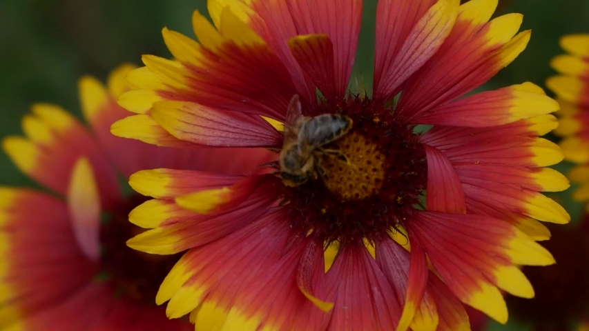 Firewheel Flower Stock Video Footage - 4K and HD Video Clips | Shutterstock