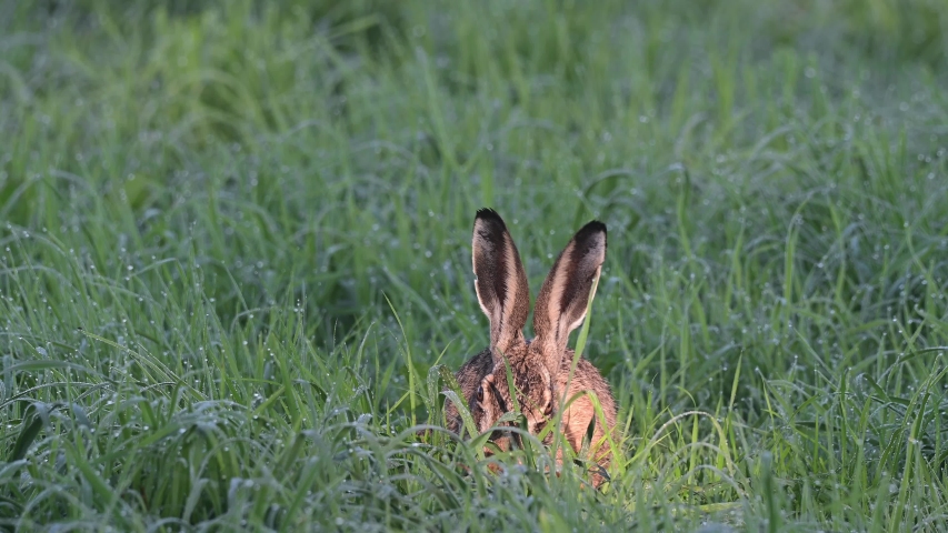 Hidden Bunny Stock Video Footage - 4K and HD Video Clips | Shutterstock