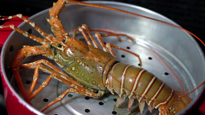 Japanese spiny lobster Stock Video Footage - 4K and HD Video Clips ...