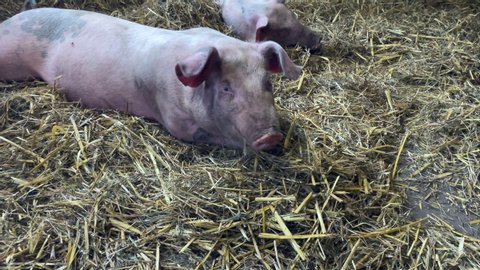 big red rabbit on grass cute Stock Footage Video (100% Royalty-free ...