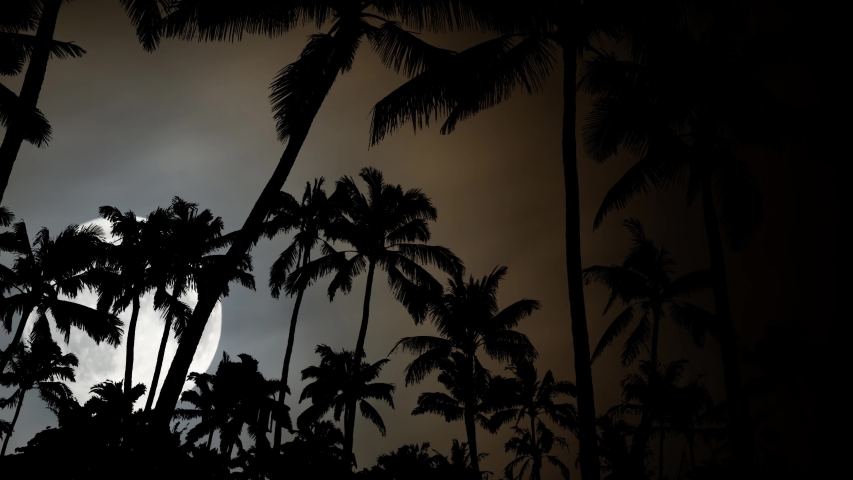 Moon Coconut Tree Stock Video Footage - 4K and HD Video Clips ...
