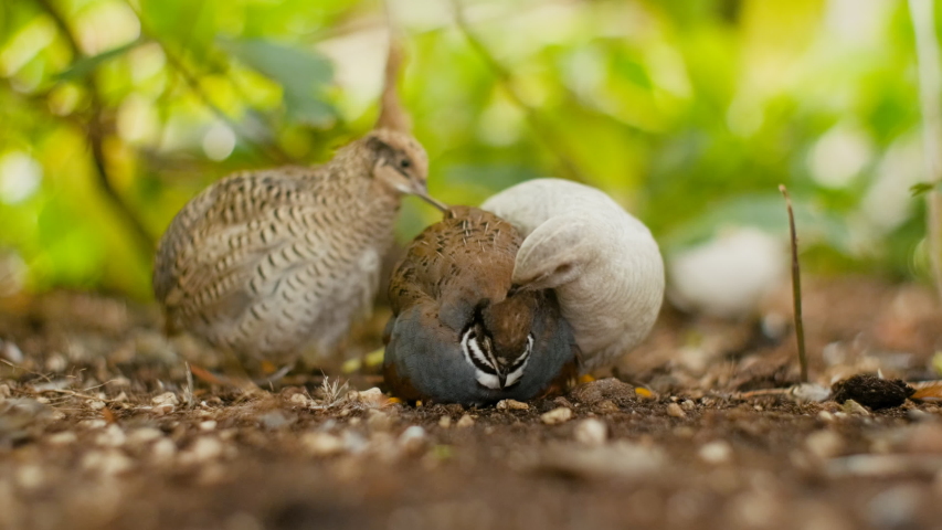 group three chinese king quail birds Stock Footage Video (100% Royalty ...
