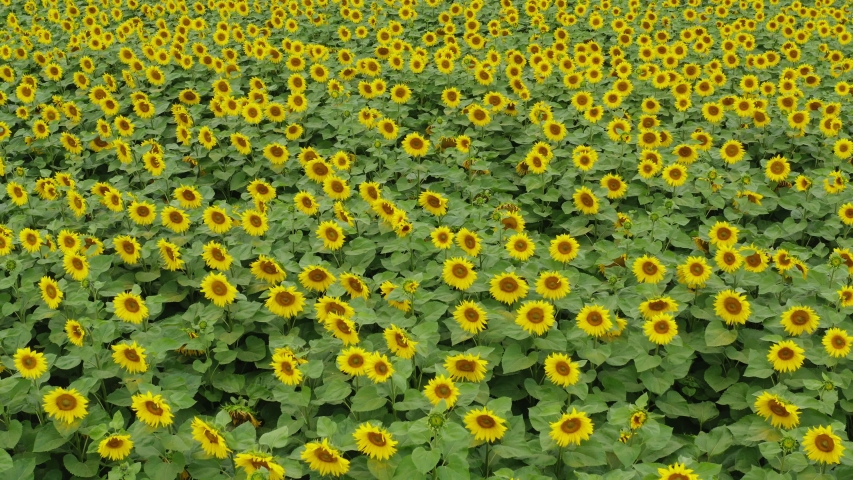 Field Sunflowers Sunflower Oil Production Stock Footage Video (100% ...