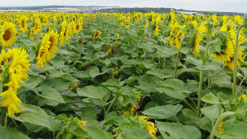 field sunflowers sunflower oil production Stock Footage Video (100% ...