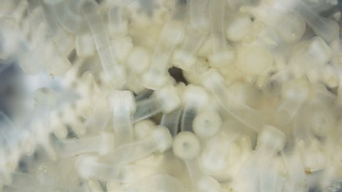 Oral Sidemouth Starfish Asteroidea Under Microscope Stock Footage Video ...