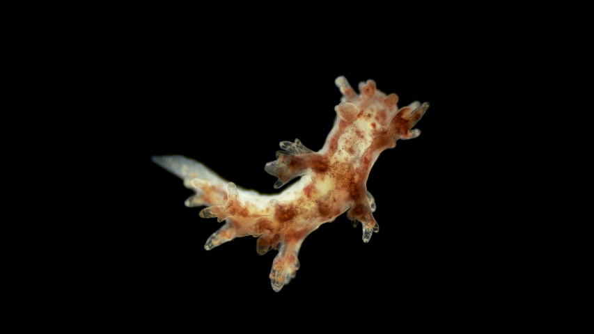 Sea Slug Dendronotus Sp Under Microscope Stock Footage Video (100% ...