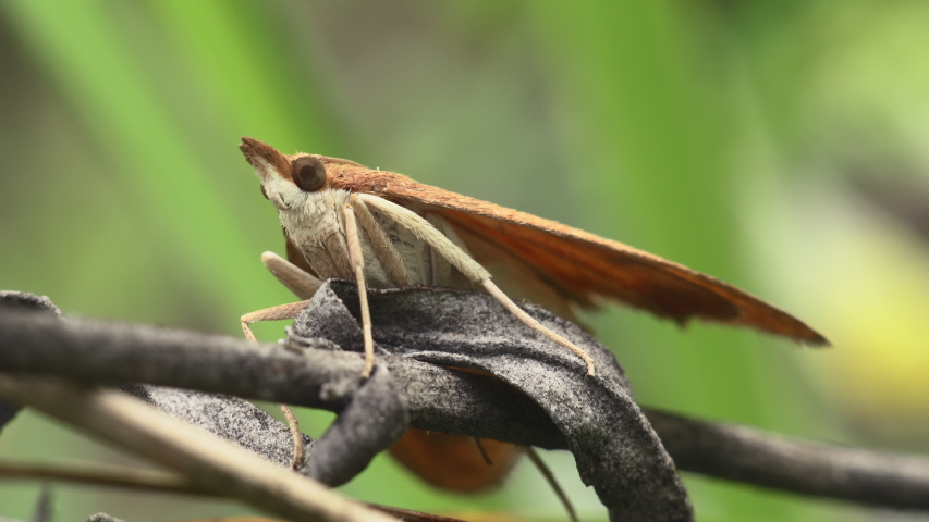 Macro shot of a moth image - Free stock photo - Public Domain photo ...