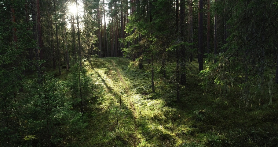 ESTONIAN-FOREST Footage, Videos and Clips in HD and 4K - Avopix.com