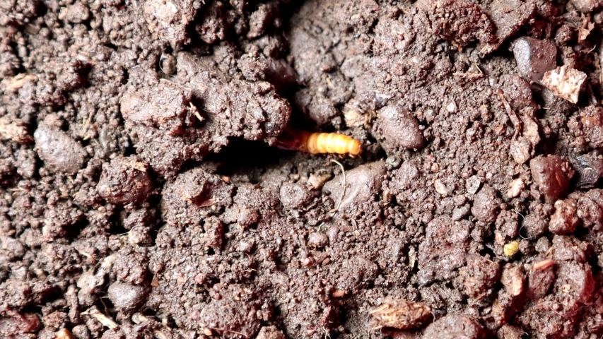 worm snake eating mealworm meal Stock Footage Video (100% Royalty-free ...