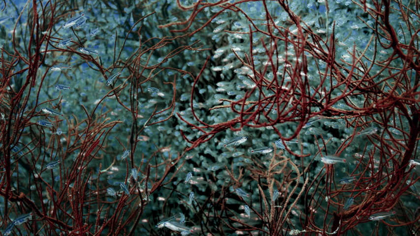 red-spotted cardinalfish red-spot cardinalfishostorhinchus parvulus ...
