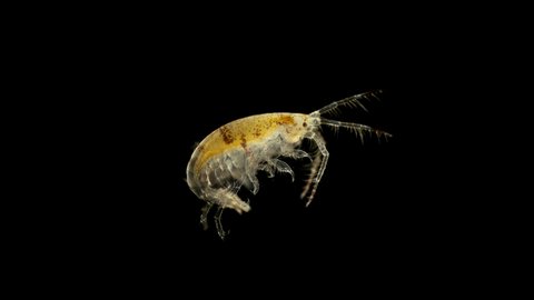 Crustacean Gammarus Under Microscope Order Amphipoda Stock Footage ...