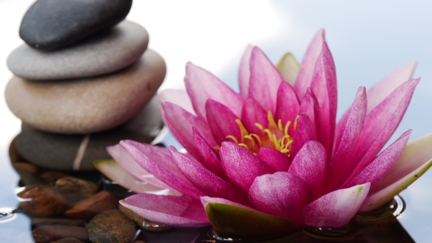 White lily spa stone Stock Video Footage - 4K and HD Video Clips ...