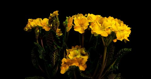 Yellow Primrose Flowers On Black Background Stock Footage Video (100% ...