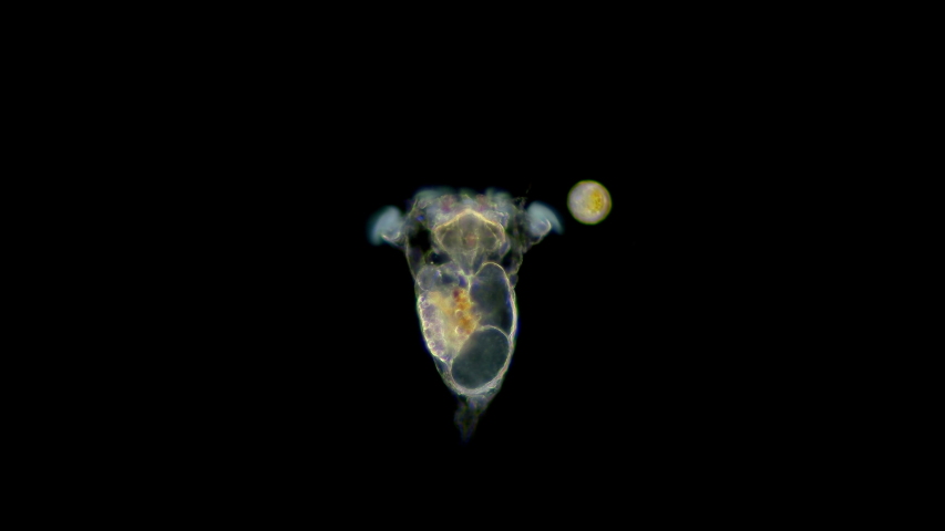 rotifera synchaeta sp under microscope class Stock Footage Video (100% ...