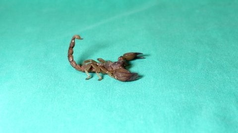 Scorpio Scorpion Isolated Scorpion On Green Stock Footage Video (100% ...