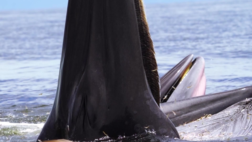 Baby Mother Fish Stock Video Footage - 4K and HD Video Clips | Shutterstock