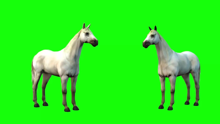 Horse Green Screen Stock Videos – Royalty-Free HD & 4K Videos | Pond5