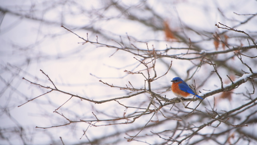Snowflake sing Stock Video Footage - 4K and HD Video Clips | Shutterstock