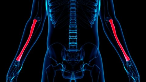 Human Skeleton Radius Bone Anatomy Loopable Stock Footage Video (100% ...