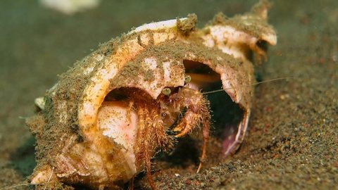 Hermit Crab Broken Shell Marine Animal Stock Footage Video (100% ...