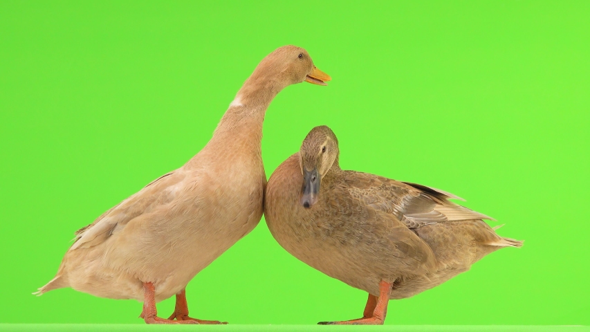 quacking duck on green background natural Stock Footage Video (100% ...