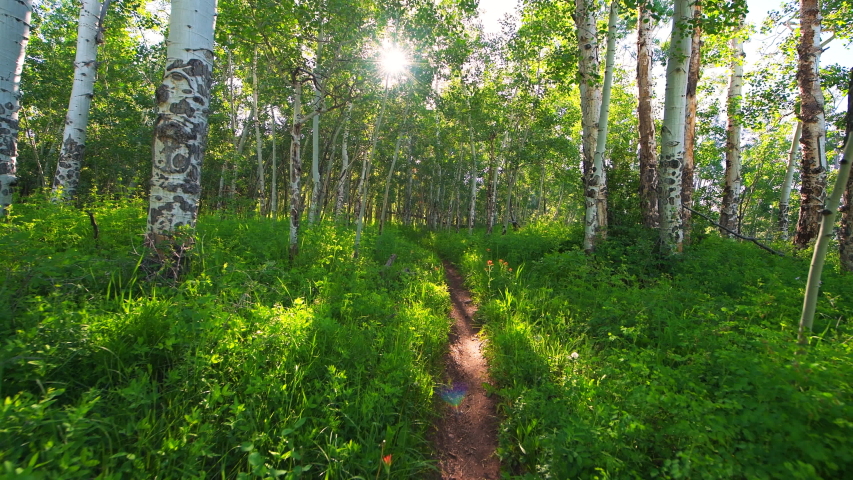 Forest Meadow Point of View Stock Footage Video (100% Royalty-free ...