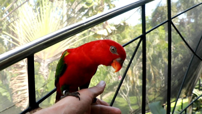 Loris Stock Video Footage - 4K and HD Video Clips | Shutterstock