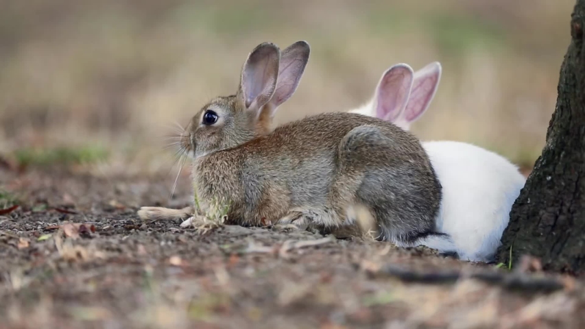 Rabbit Warren Stock Video Footage - 4K and HD Video Clips | Shutterstock