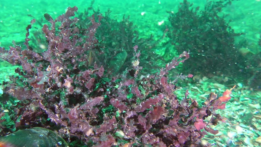 Agar Agar Algae Stock Video Footage - 4K and HD Video Clips | Shutterstock