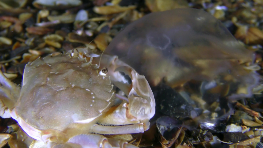 Flying Crab Stock Video Footage - 4K and HD Video Clips | Shutterstock