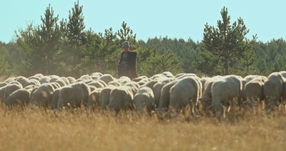 mountain shepherd cloak goes around flock Stock Footage Video (100% ...