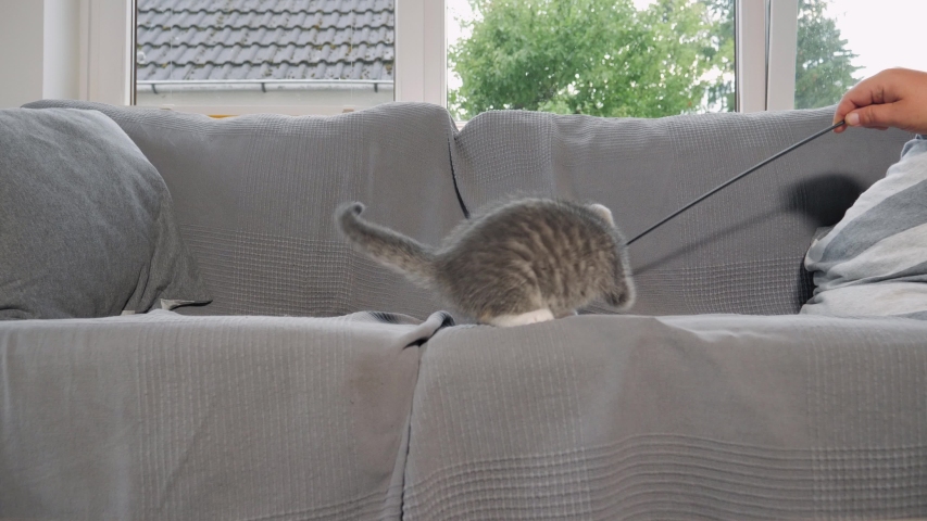 Catfight Stock Video Footage - 4K and HD Video Clips | Shutterstock