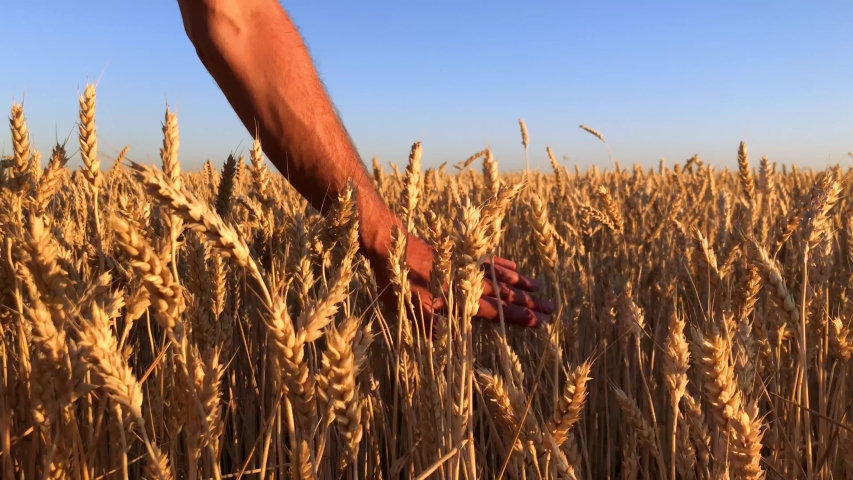 Wheat Field. Farmers Hand Touching Stock Footage Video (100% Royalty ...