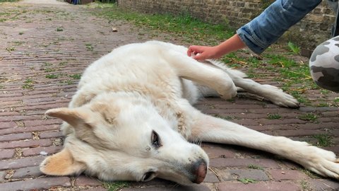 Close Portrait White Big Guard Dog Stock Footage Video (100% Royalty ...