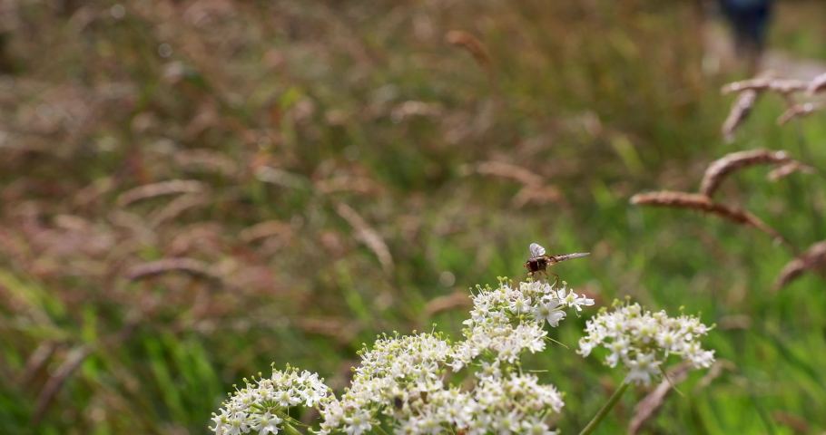 Insects and Beetles Walking Over Stock Footage Video (100% Royalty-free ...