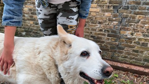 Close Portrait White Big Guard Dog Stock Footage Video (100% Royalty ...