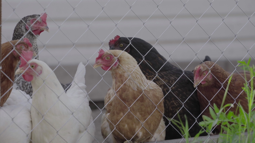 Chicken behind fence Stock Video Footage - 4K and HD Video Clips ...