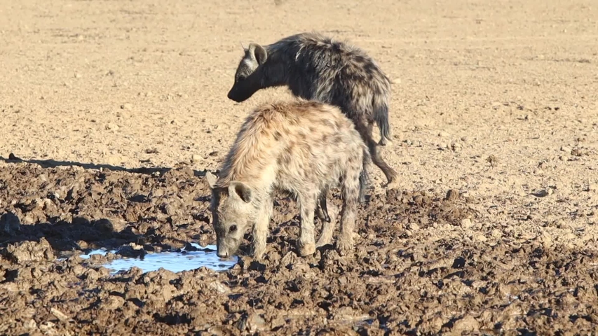 mangy spotted hyena urinates his drinking Stock Footage Video (100% ...