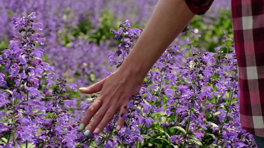hand touches flowers wild field walking Stock Footage Video (100% ...