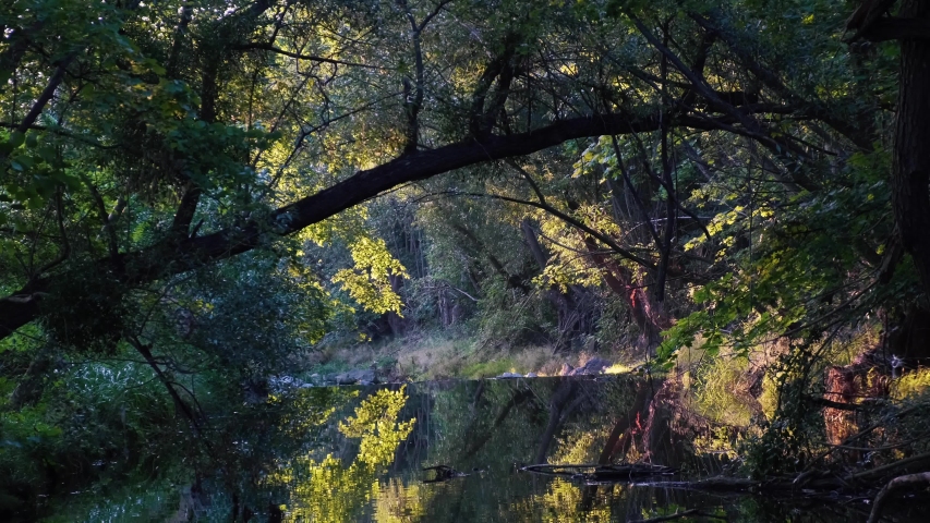 beautiful morning by forest river Stock Footage Video (100% Royalty ...