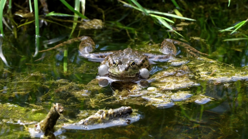 Common Frogs Stock Video Footage - 4K and HD Video Clips | Shutterstock