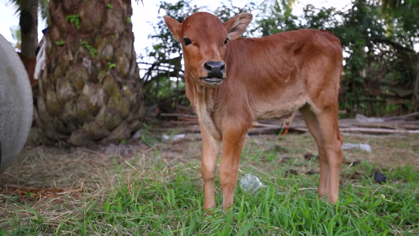 Skinny cattle Stock Video Footage - 4K and HD Video Clips | Shutterstock